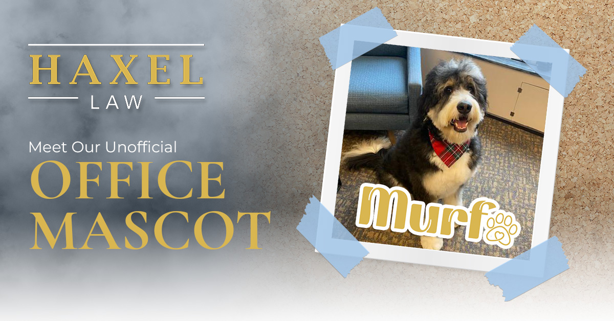 Meet Murf: The Four-Legged Heart of Our Law Firm